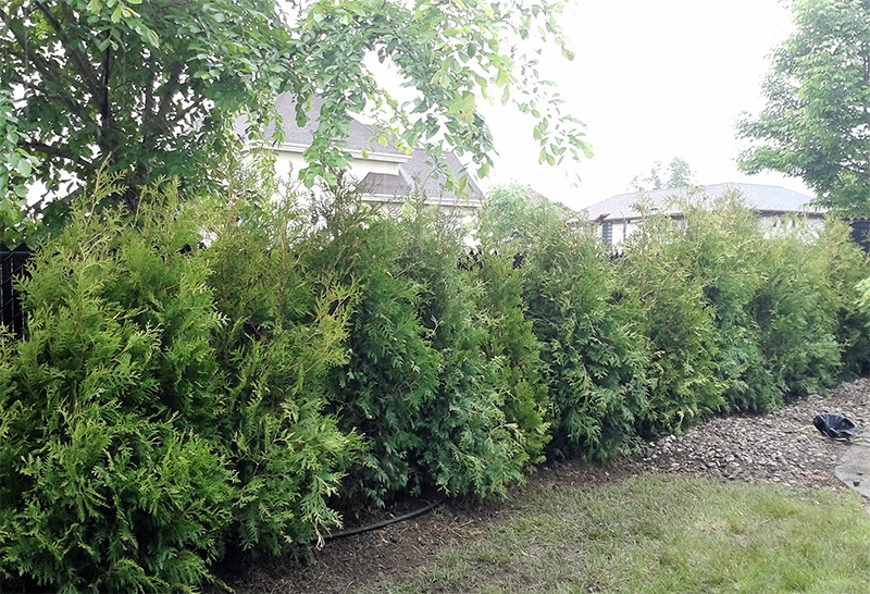 Réalisations - Le gars des cèdres