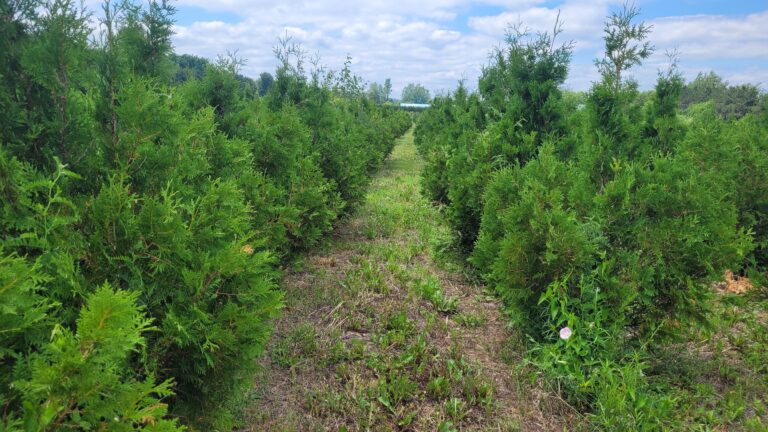 Cèdre noir (Nigra) cultivé qualité supérieure | Le Gars des Cèdres