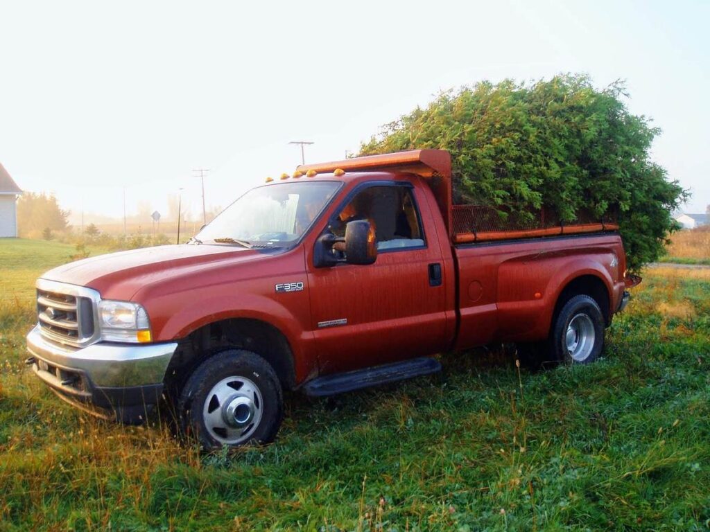 Haie de cèdres sauvages ou haie de cèdres cultivés? | Le Gars des Cèdres