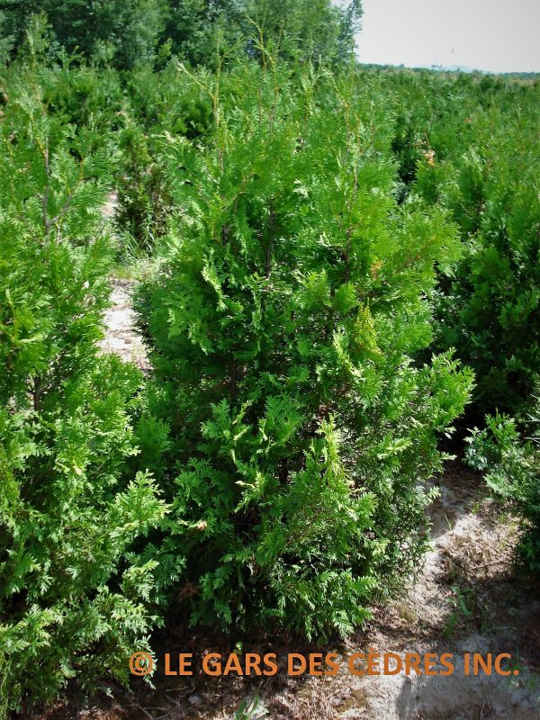 Le Gars des Cèdres | Le spécialiste de la haie de cèdre